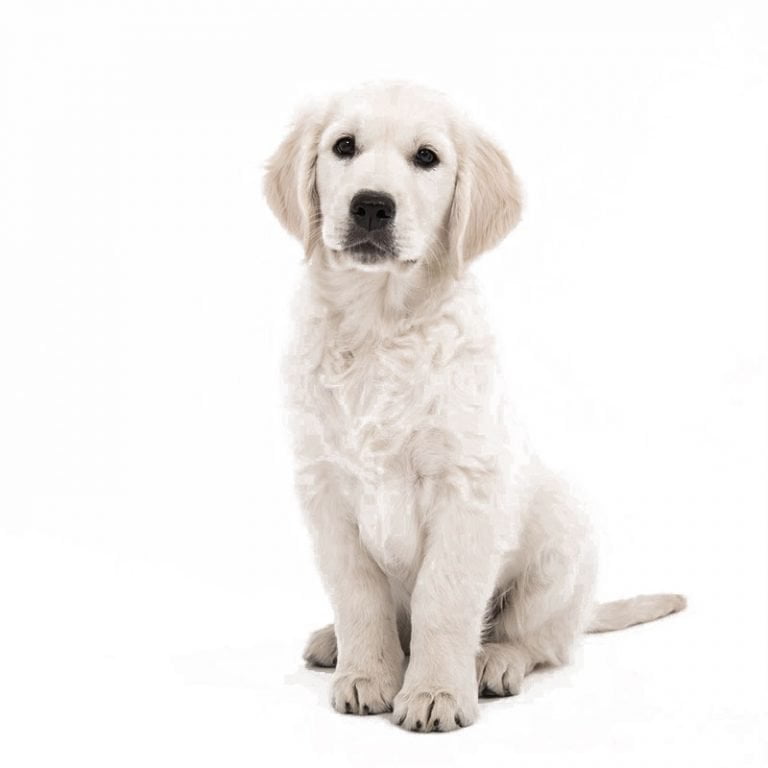 Residencia canina Tenerife | Marina Dog