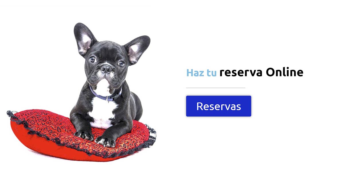 Reservas en hotel para perros | Marina dog Tenerife