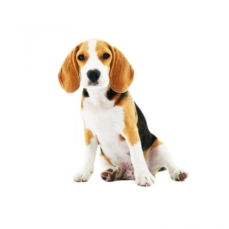 Recogida a domicilio Marina Dog | Marina dog Tenerife